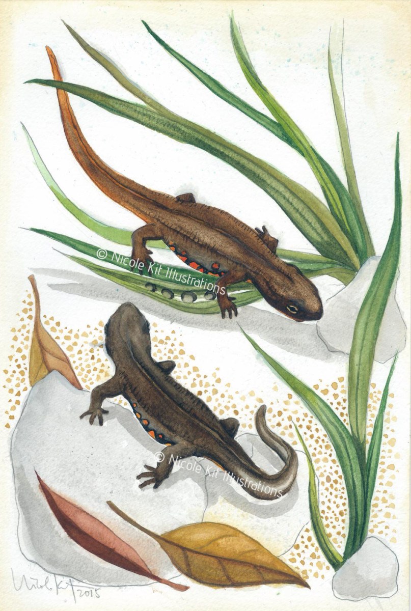 Hong Kong Newt (Paramesotriton hongkongensis) – Nicole Kit