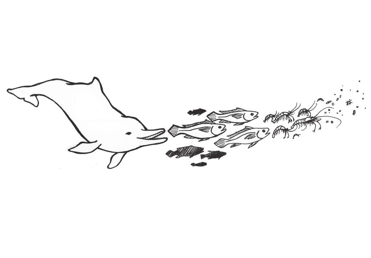 Chinese White Dolphin (Sousa chinensis ) Food Chain – Nicole Kit