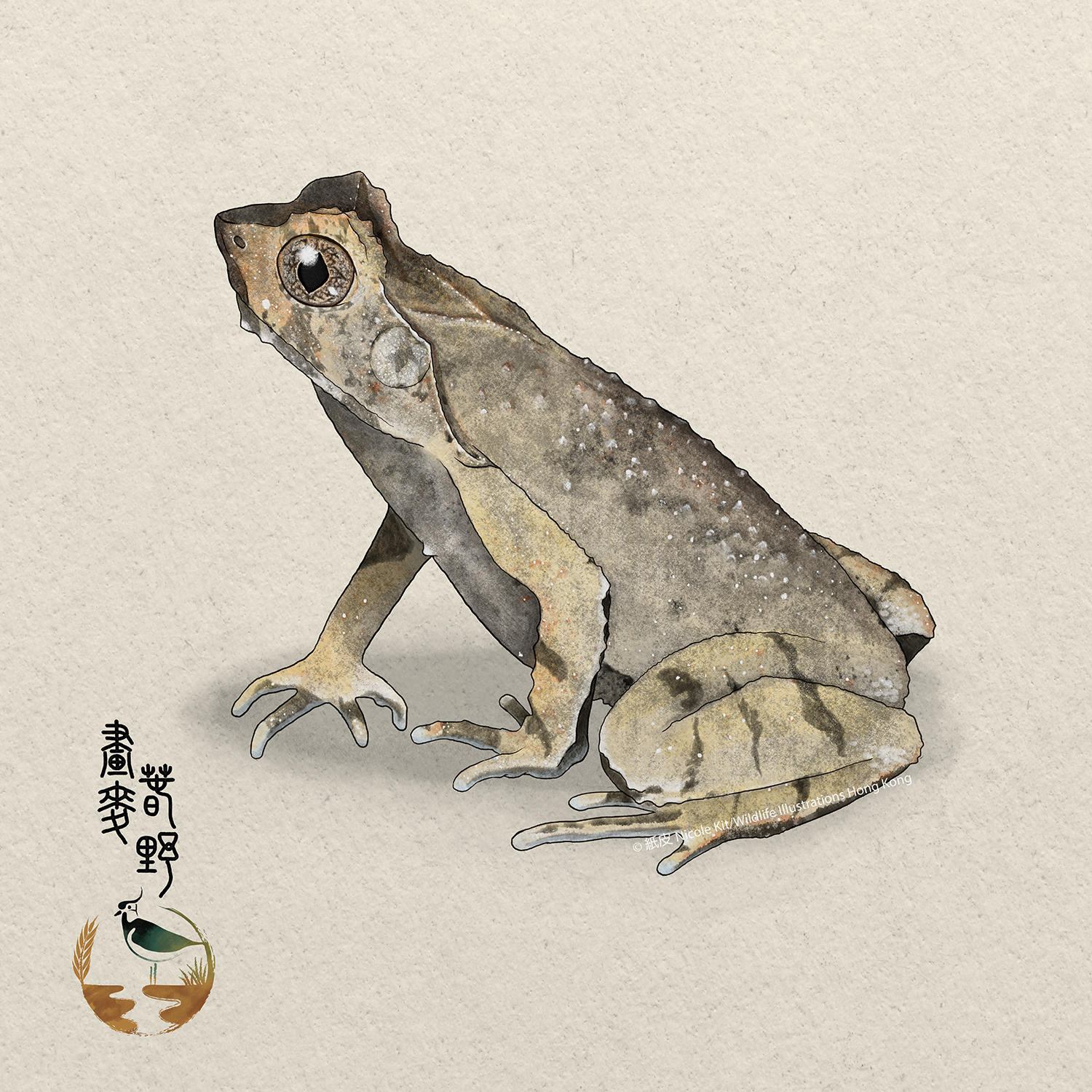 Short-legged Toad (Megophrys brachykolos) – Nicole Kit