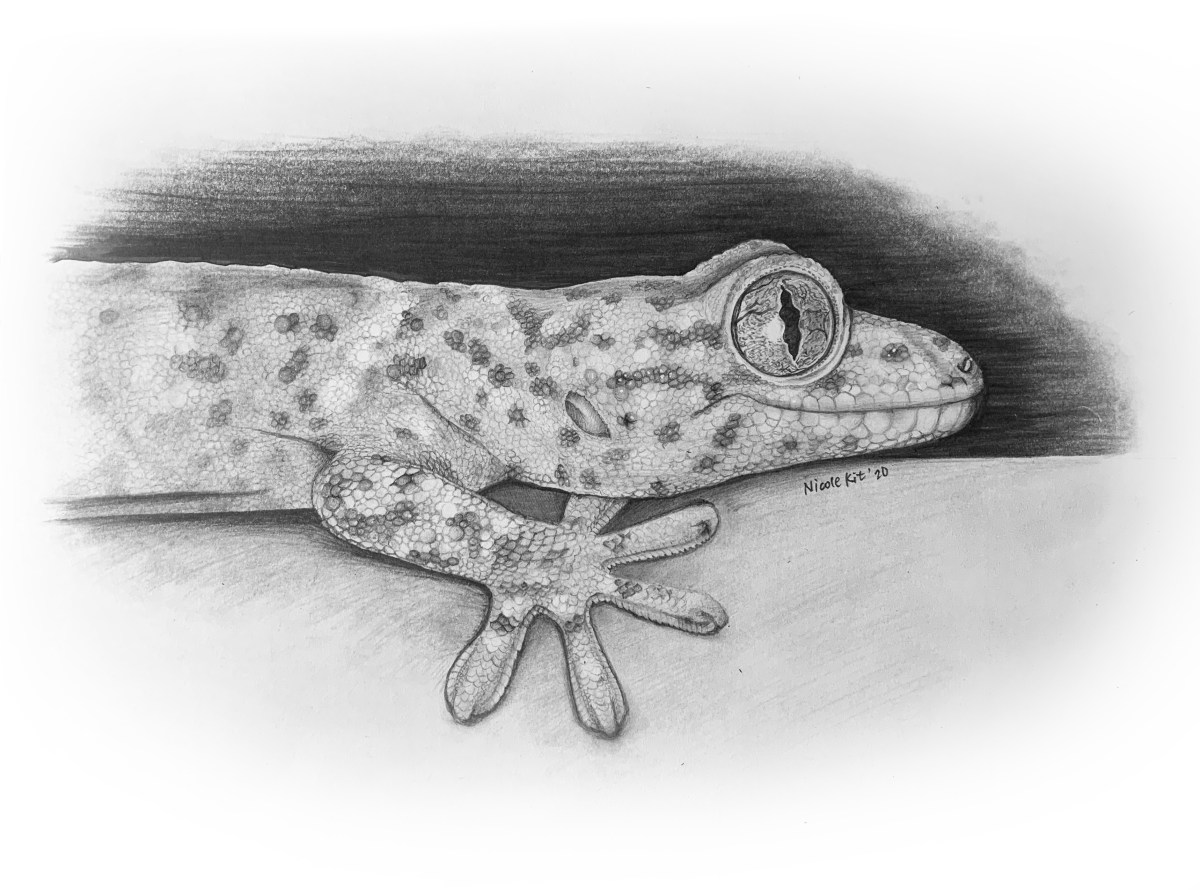 Reeves’s Tokay Gecko (Gekko reevesii) – Nicole Kit