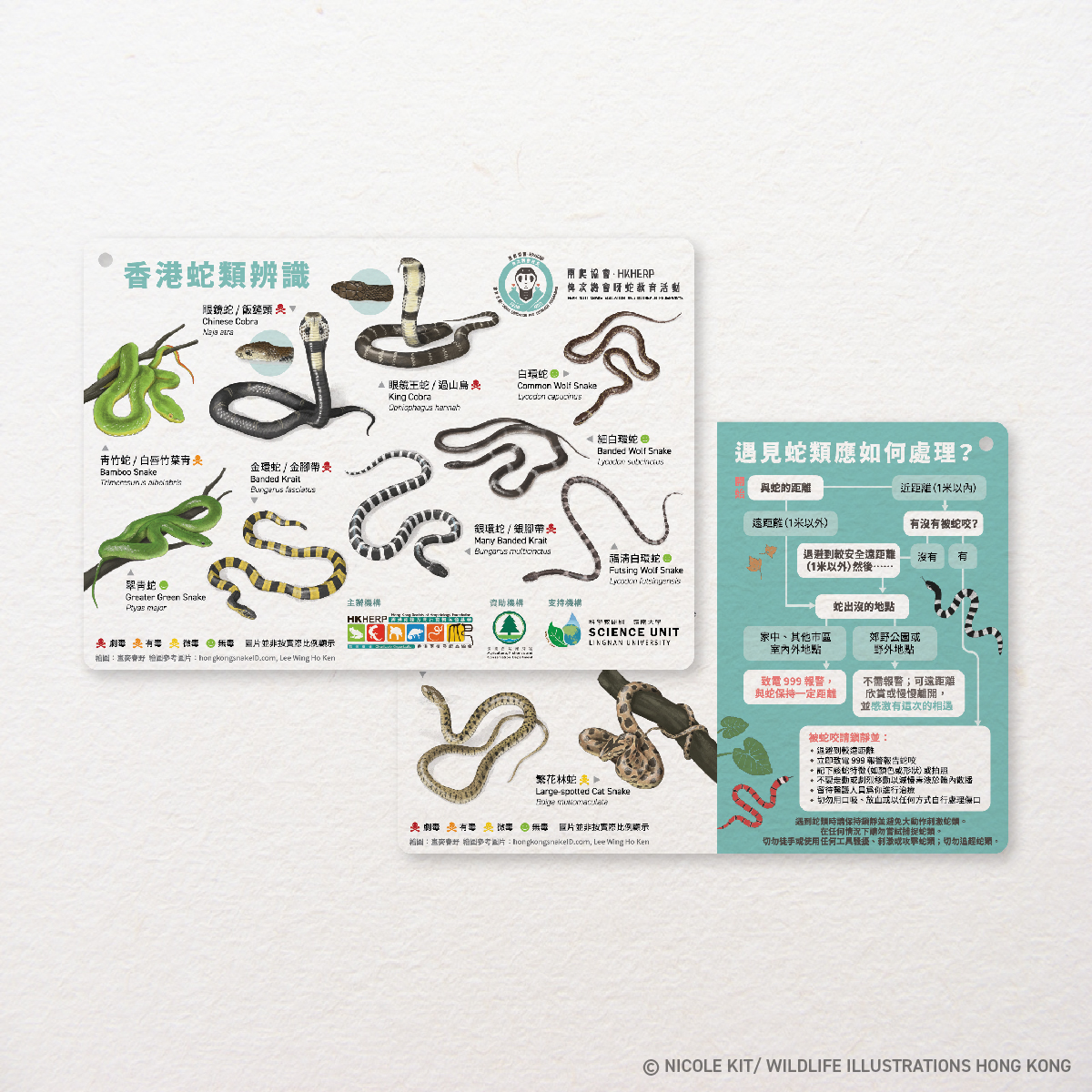 Common Snakes of Hong Kong–A Portable Field Guide – Nicole Kit