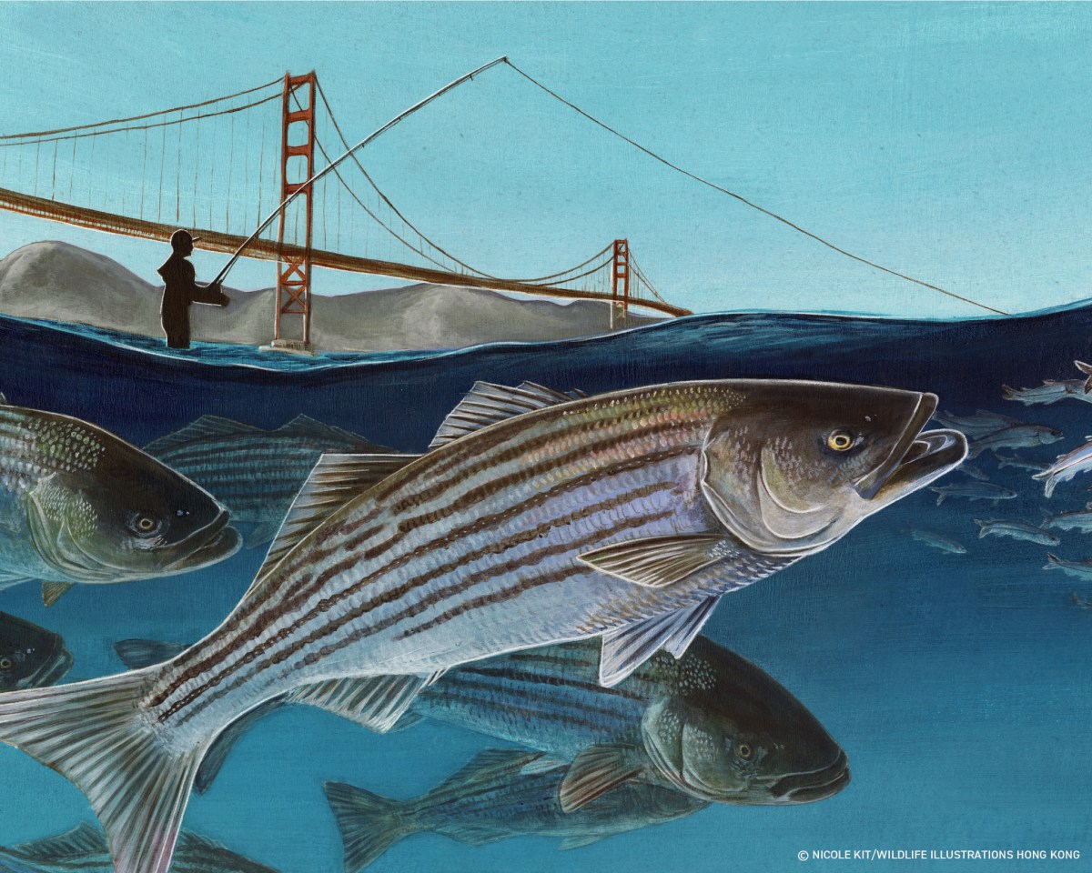 Striped Bass Hunting on Chinook Salmon Smolts under the Golden Gate ...