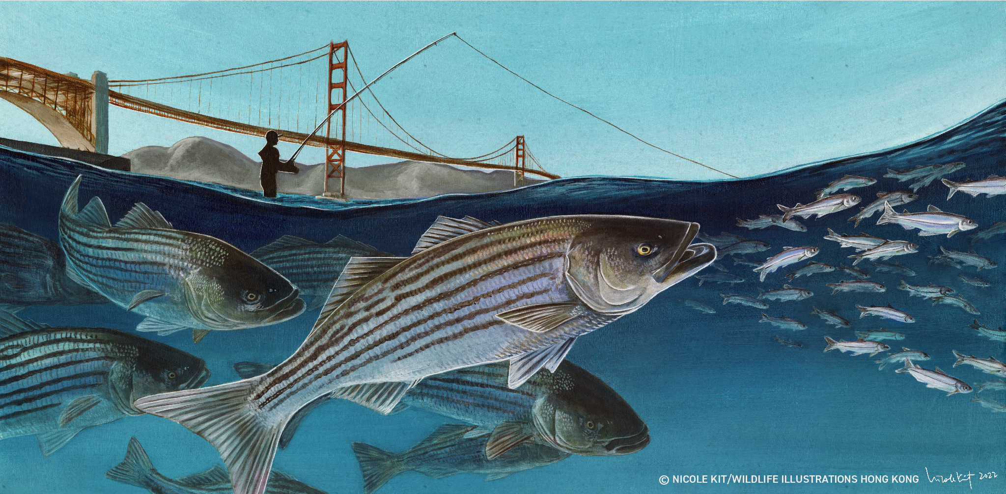Striped Bass Hunting on Chinook Salmon Smolts under the Golden Gate ...