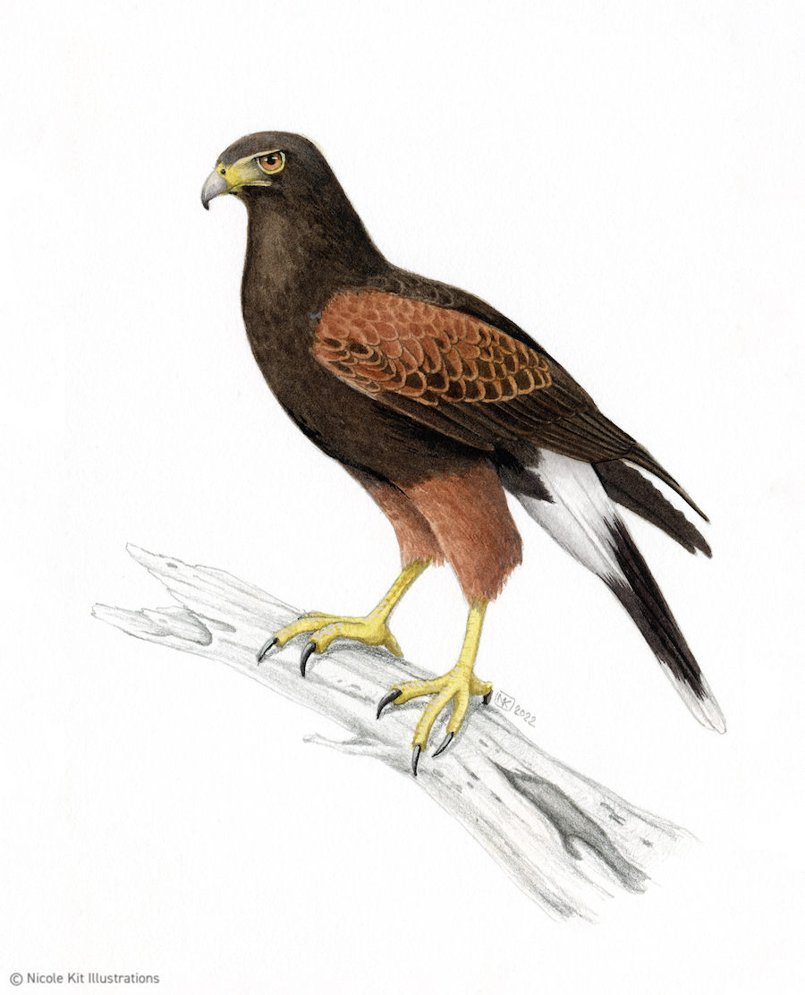 Harris’s Hawk, Rodney and Hoots – Nicole Kit