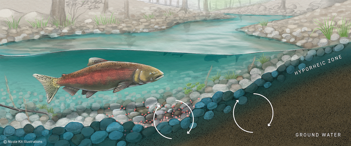 Chinook Salmon and Groundwater – Nicole Kit